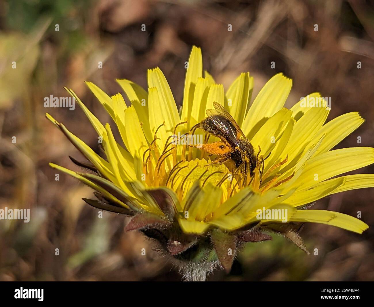 Mining Bees (Andrena), Insecta, Russian Ridge Open Space Preserve, San ...