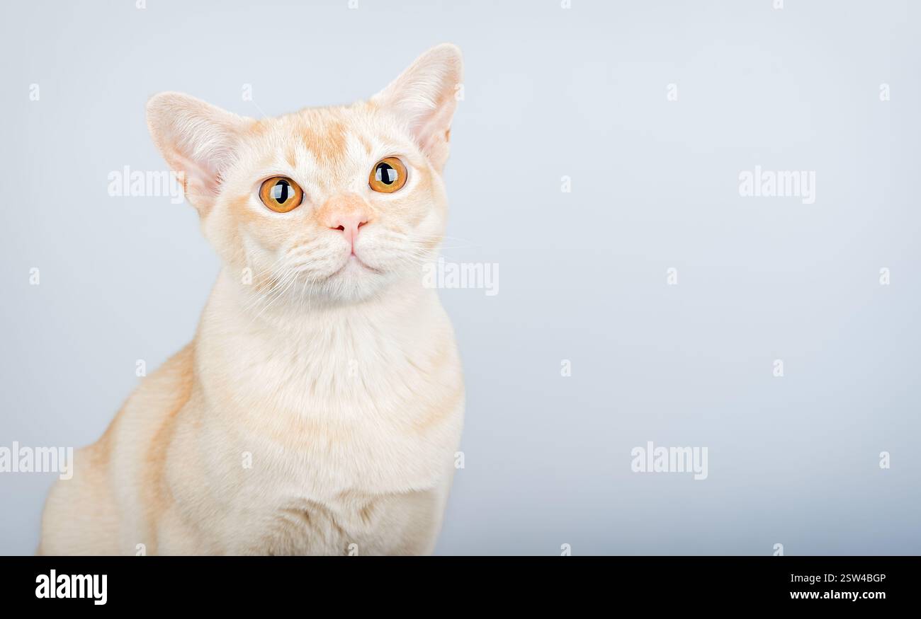 Portrait of Burmese cat against blue wall. Close-up portrait of ...