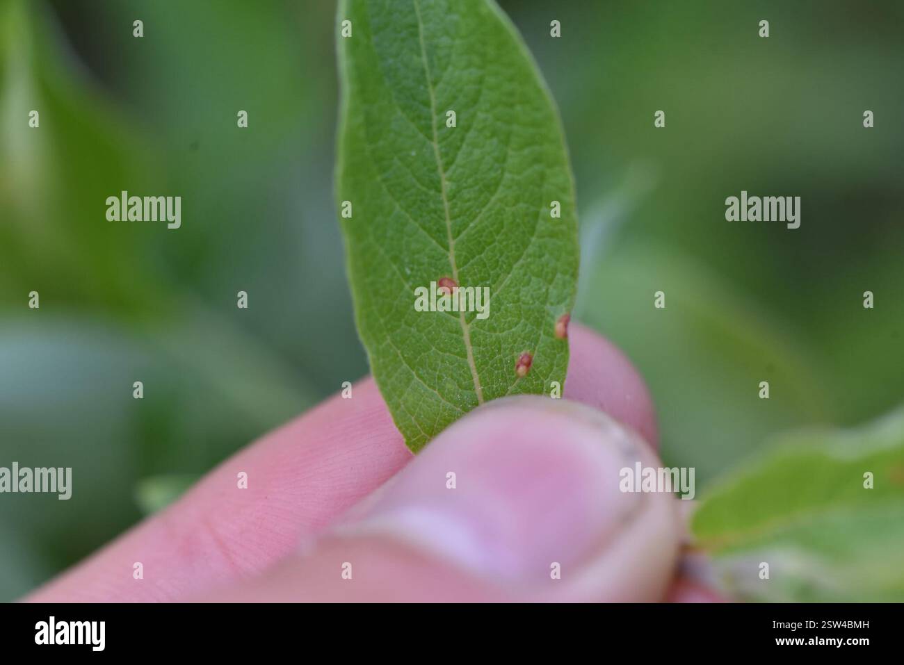Willow Bead Gall Mite (Aculus tetanothrix), Arachnida, Thompson-Nicola ...