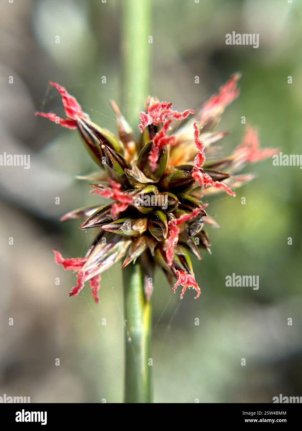 salt rush (Juncus breweri), Plantae, Oceano Dunes State Vehicular ...