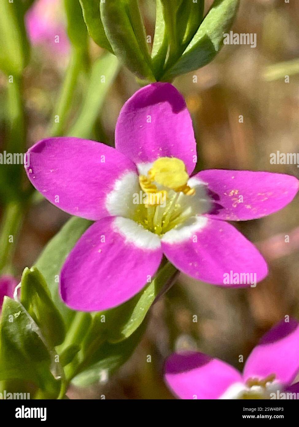 Davy's Centaury (Zeltnera davyi), Plantae, Fort Ord National Monument ...