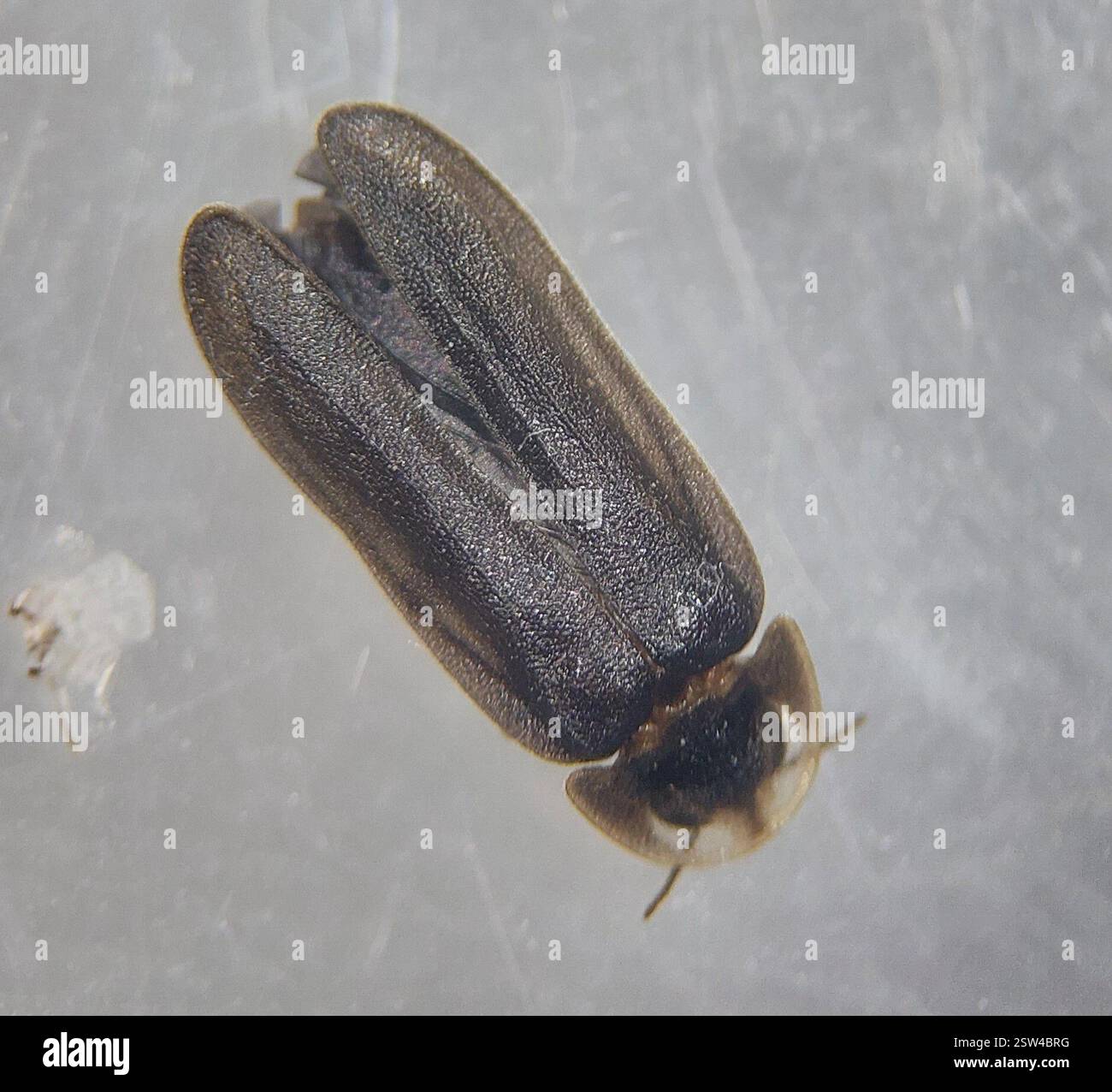 Lesser Glowworm (Lamprohiza splendidula), Insecta, Gundwiesensee, 64546 ...