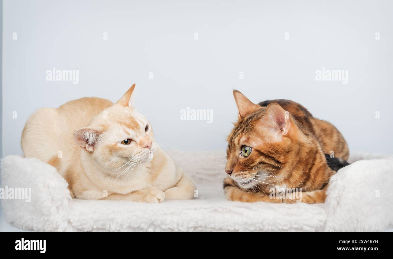 Two animals talking hi-res stock photography and images - Alamy