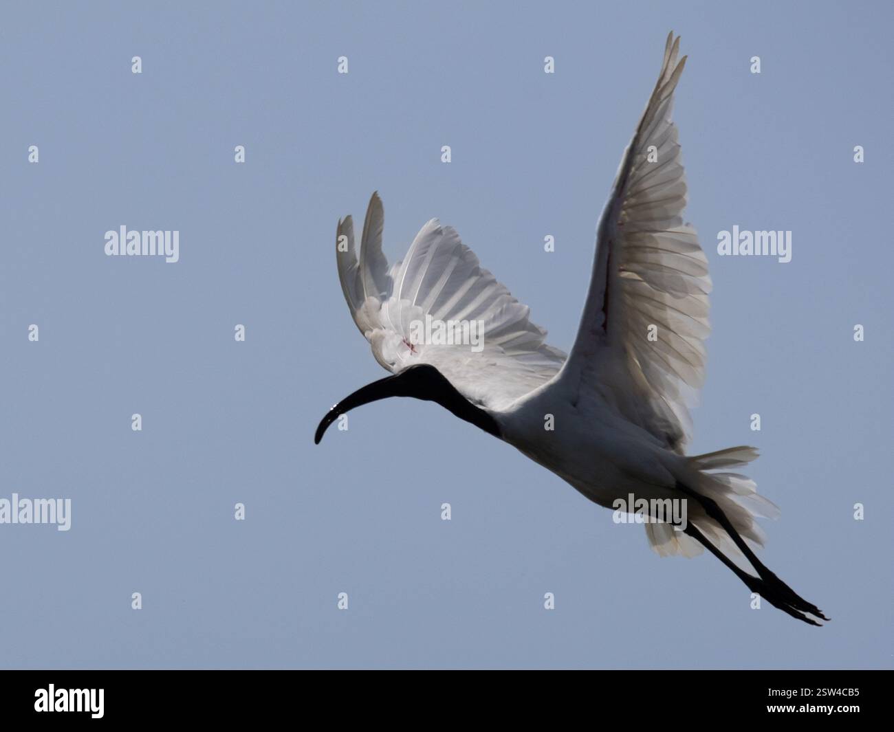 The bird's wings are fully extended, showcasing the intricate detail ...