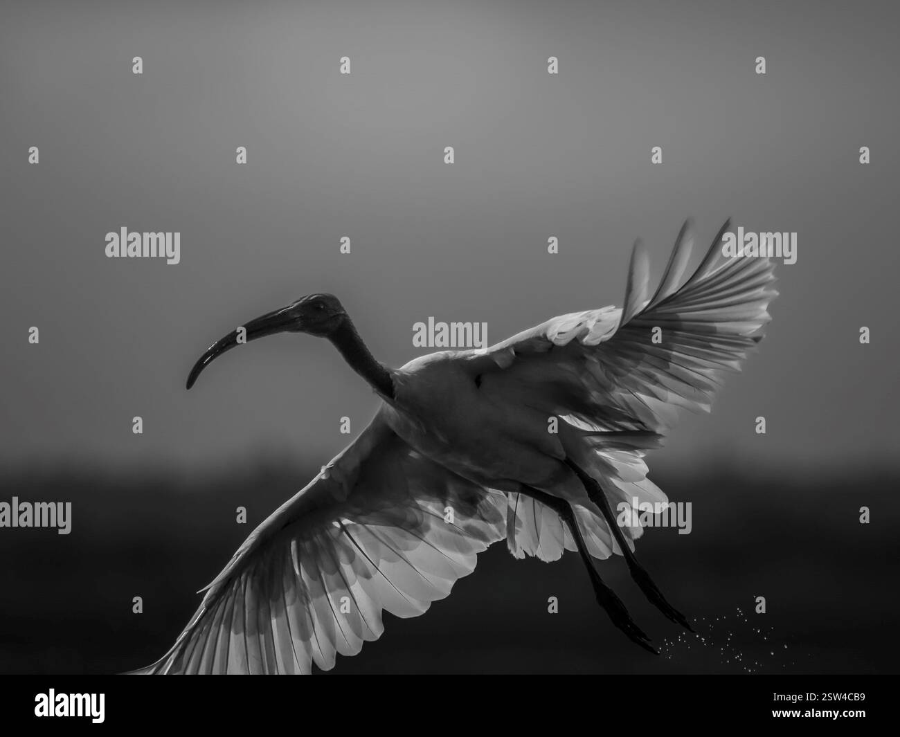 Showcasing elongated feathers hi-res stock photography and images - Alamy