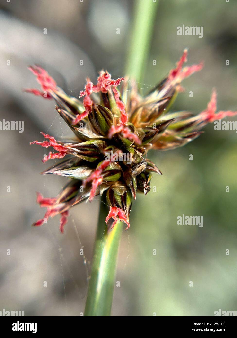 salt rush (Juncus breweri), Plantae, Oceano Dunes State Vehicular ...
