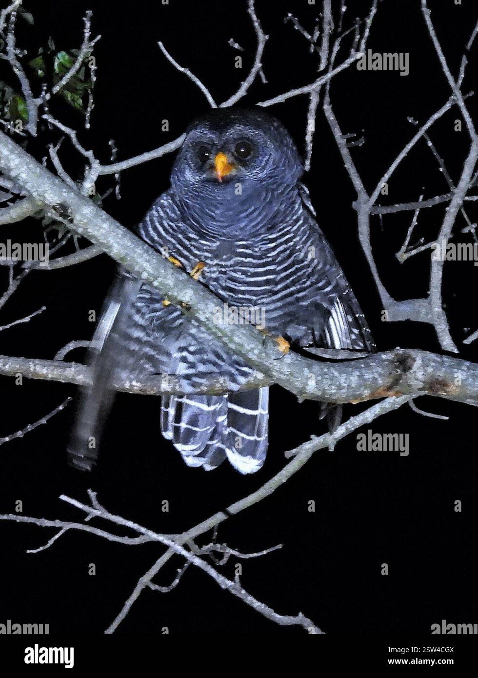 Black-banded Owl (Strix huhula), Aves, Misiones, AR Stock Photo - Alamy