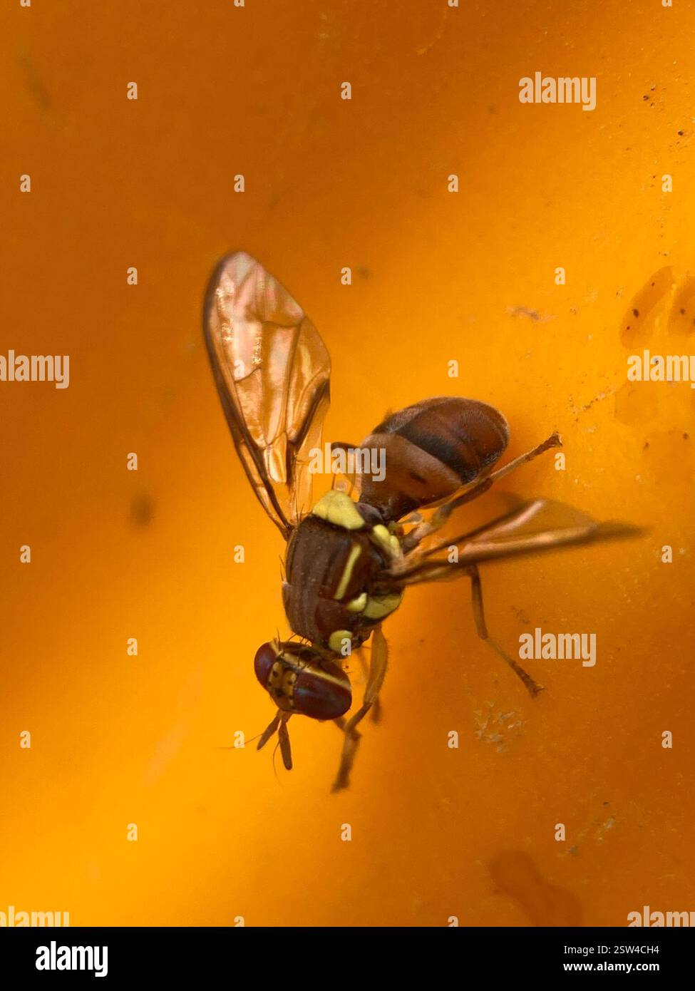 Oriental Fruit Fly (Bactrocera dorsalis), Insecta, Thiès, SN Stock ...