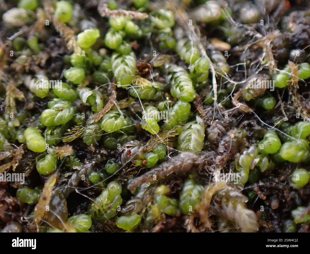 (Nardia), Plantae, Yukon, Canada Stock Photo - Alamy