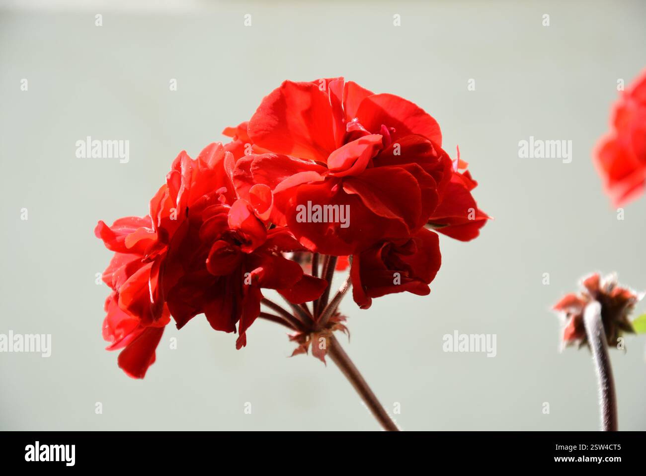 This image represents the beauty of nature with its intense colors and ...