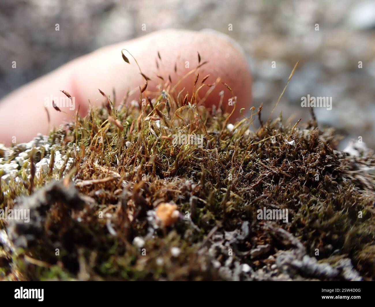Silvergreen Bryum Moss (Bryum lanatum), Plantae, Yukon, Canada, Yukon ...