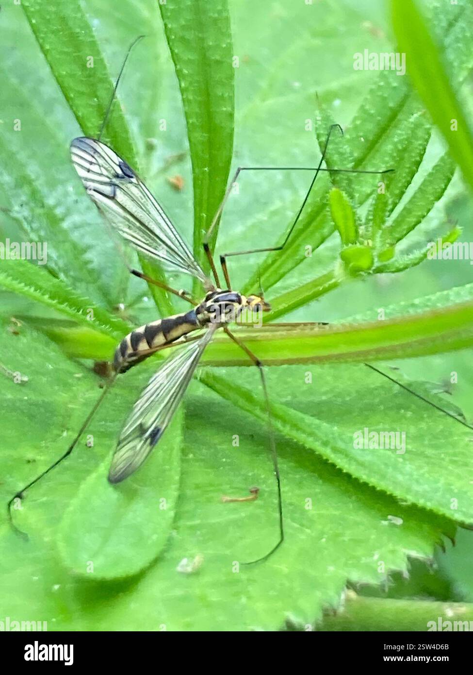 four-spotted cranefly (Nephrotoma quadrifaria), Insecta, The Mall ...
