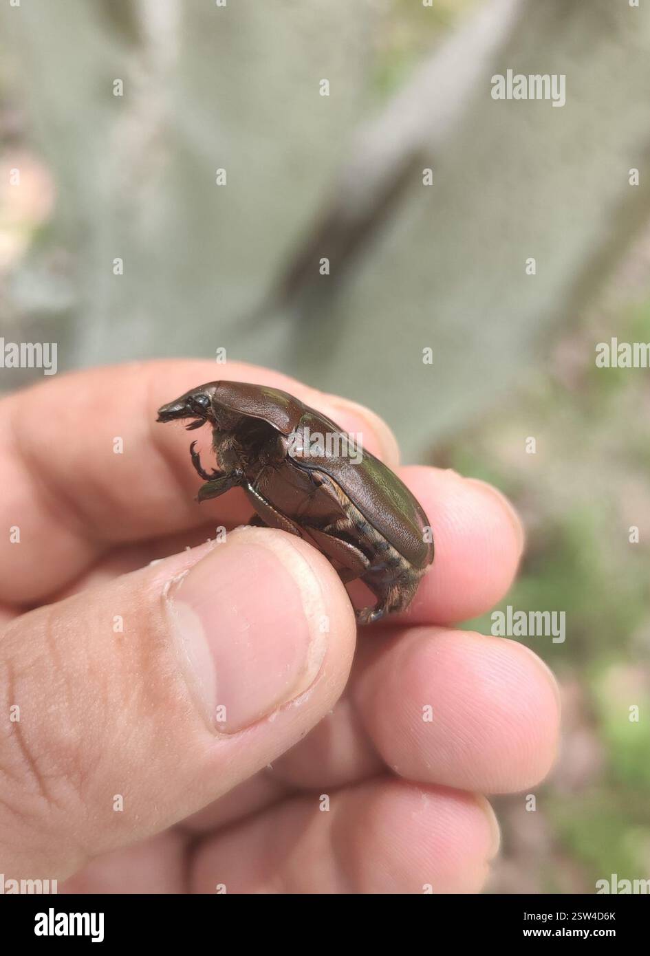 Japanese Drone Beetle (Pseudotorynorrhina japonica), Insecta, Hangzhou ...