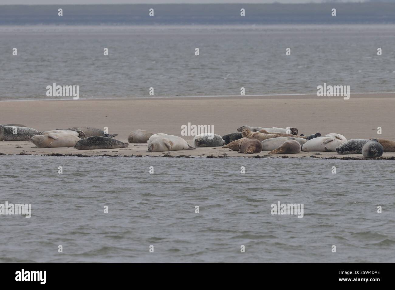 Nordfriesland, Impressionen der Nordseeinsel Sylt im Winter 2025 ...