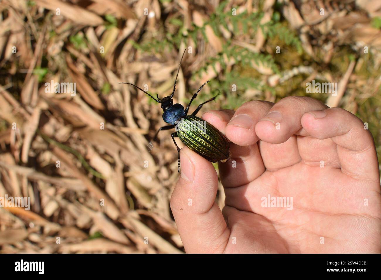 (Carabus davidis), Insecta, 中国浙江省杭州市临安区 Stock Photo - Alamy