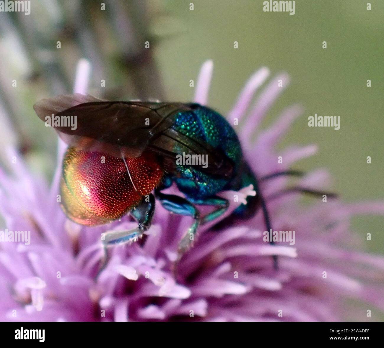 (Hedychrum), Insecta, Utrechtse Heuvelrug National Park, Leersum ...