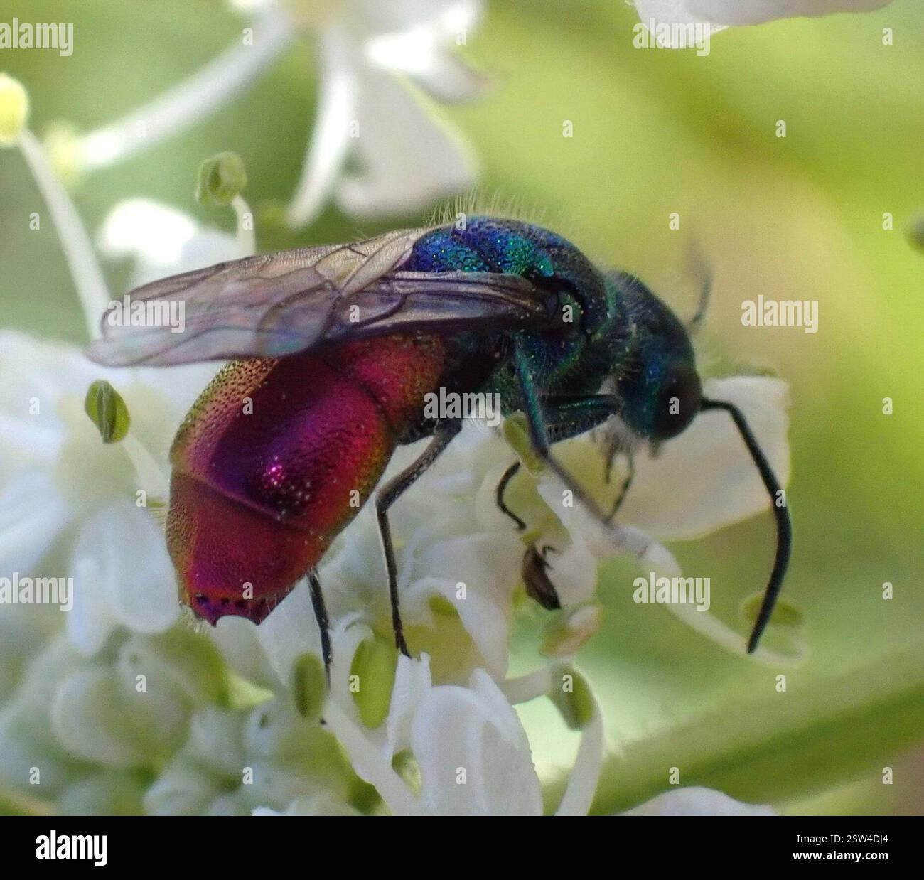 Ruby-tailed Cuckoo Wasps (Chrysis ignita), Insecta, Troup Ward, Banff ...