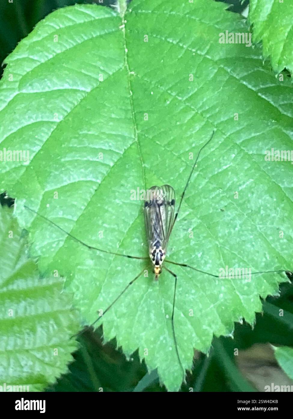 four-spotted cranefly (Nephrotoma quadrifaria), Insecta, Richmond Park ...