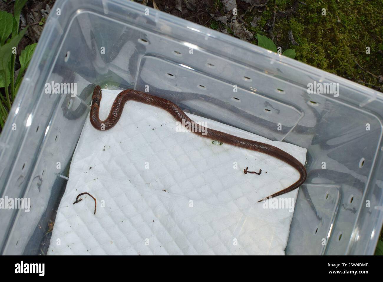 Chinese Mountain Snake (Plagiopholis styani), Reptilia, 中国浙江省杭州市临安区 ...