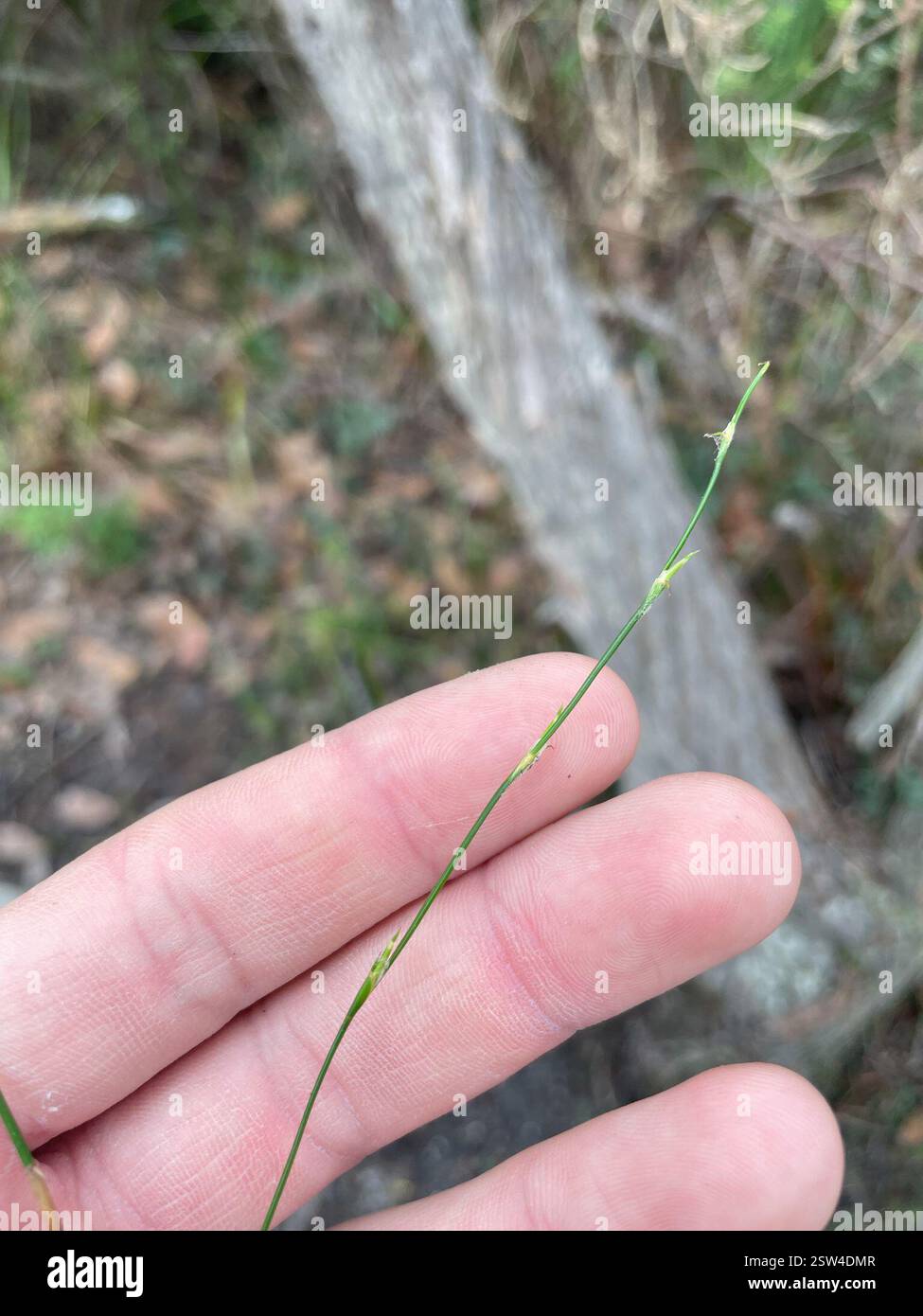 Wire Rush (Empodisma minus), Plantae, Wilsons Promontory National Park ...