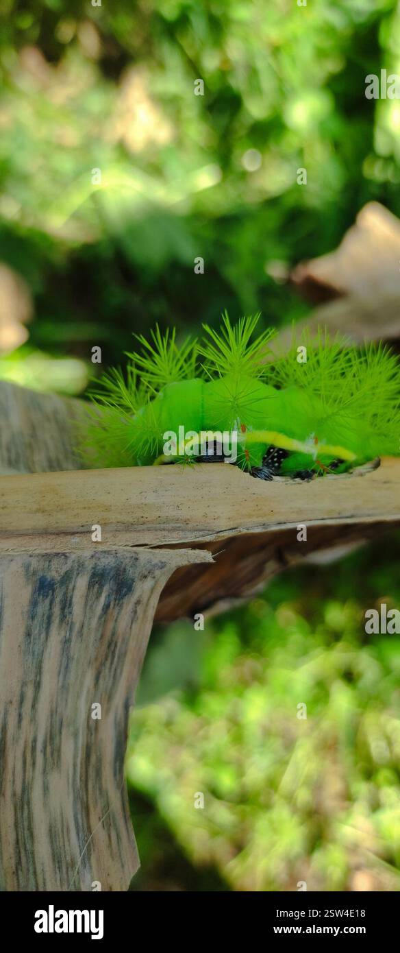 (Automeris liberia), Insecta, Santuario, Risaralda, Colombia Stock ...