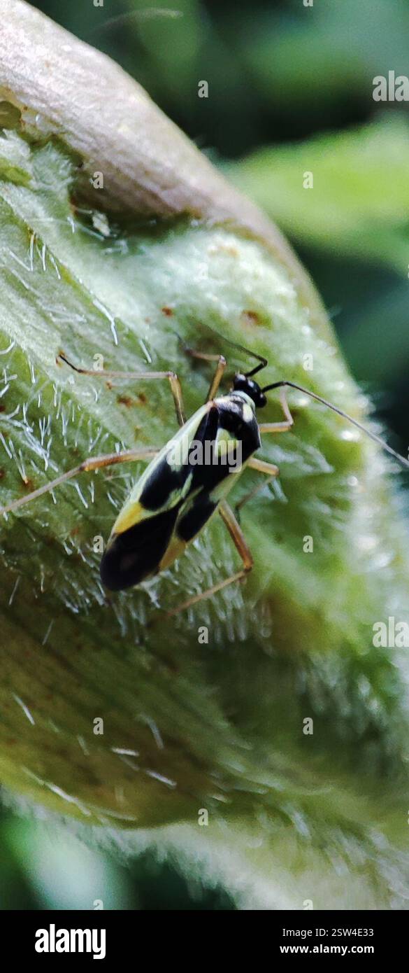 orange-spotted plant bug (Grypocoris stysi), Insecta, West ...