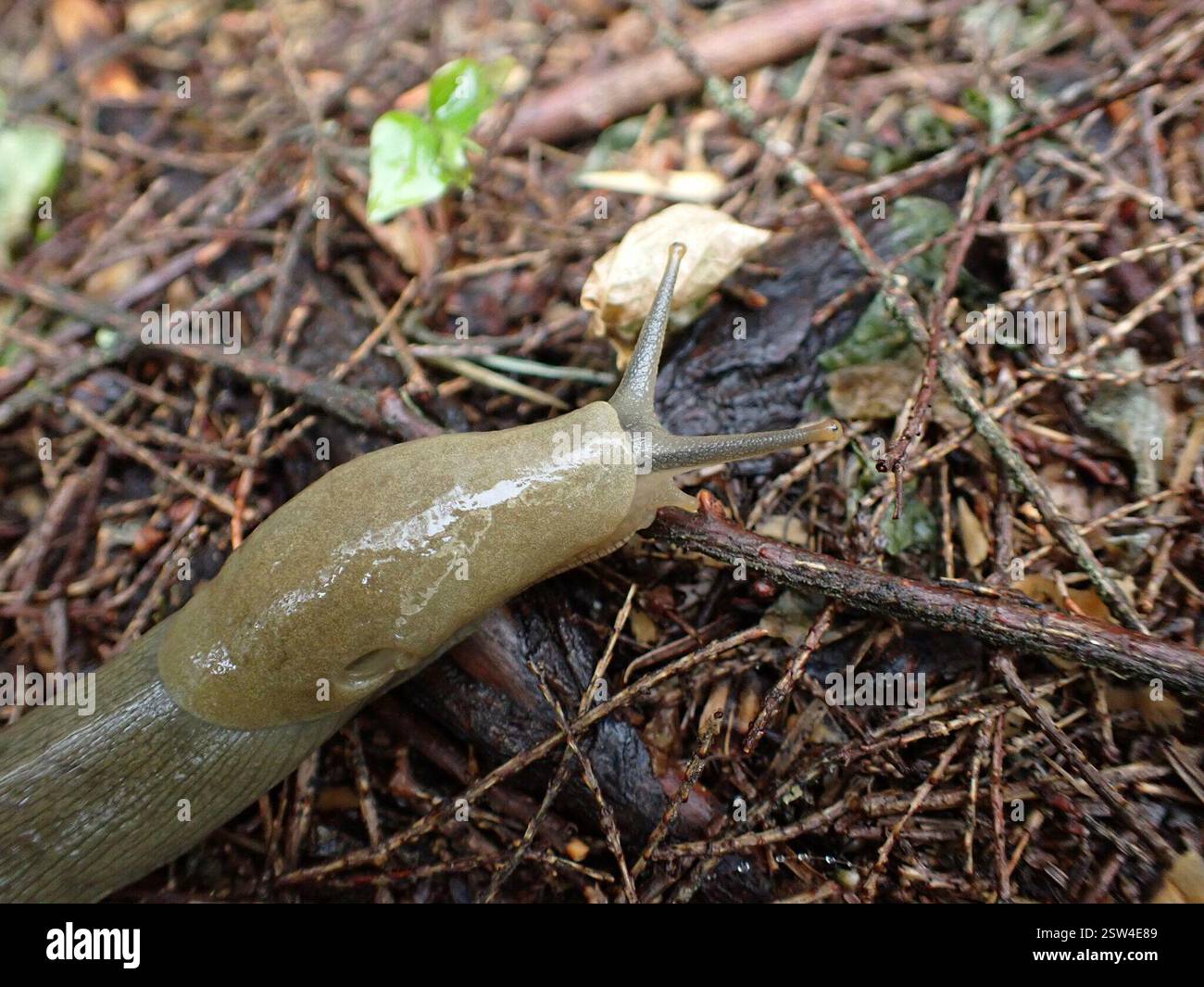 Pacific Banana Slug (Ariolimax columbianus), Mollusca, Central ...