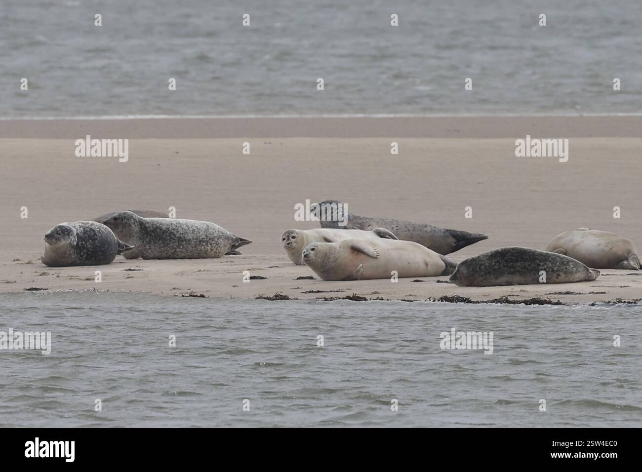 Nordfriesland, Impressionen der Nordseeinsel Sylt im Winter 2025 ...