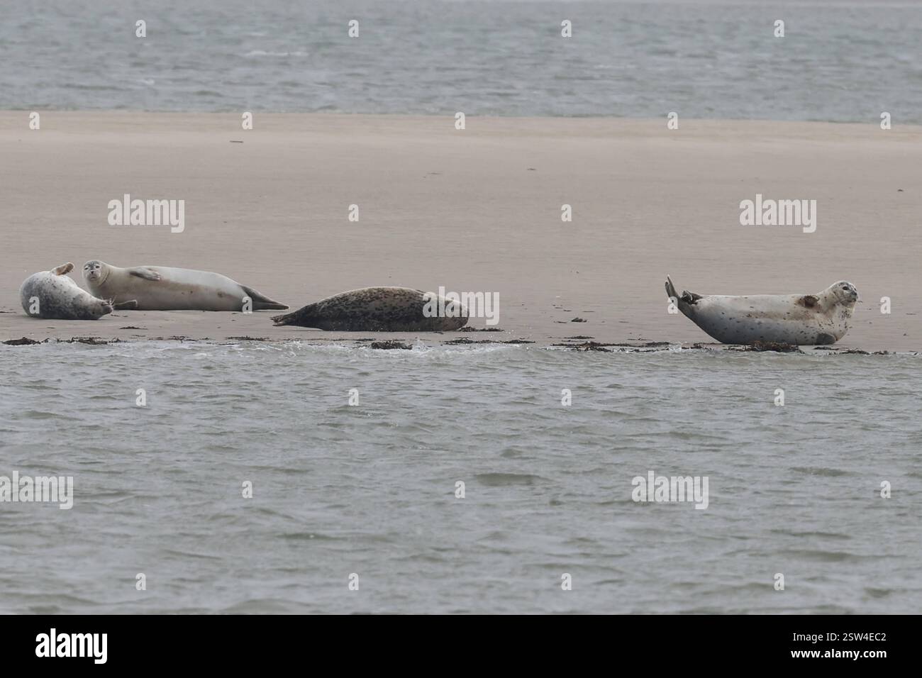 Nordfriesland, Impressionen der Nordseeinsel Sylt im Winter 2025 ...