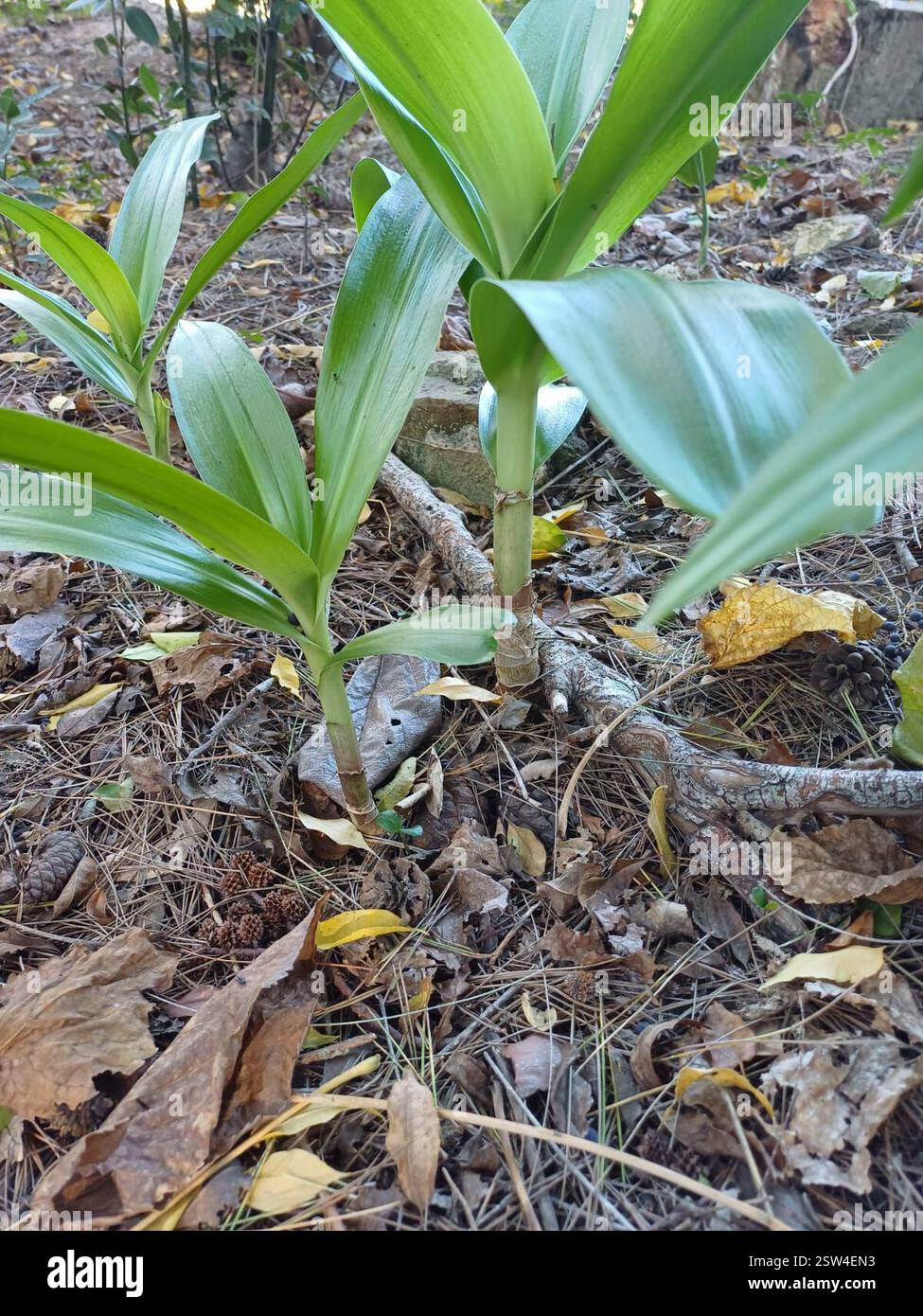 monocots (Liliopsida), Plantae, Santa Ana, Planta vista al limpiar ...
