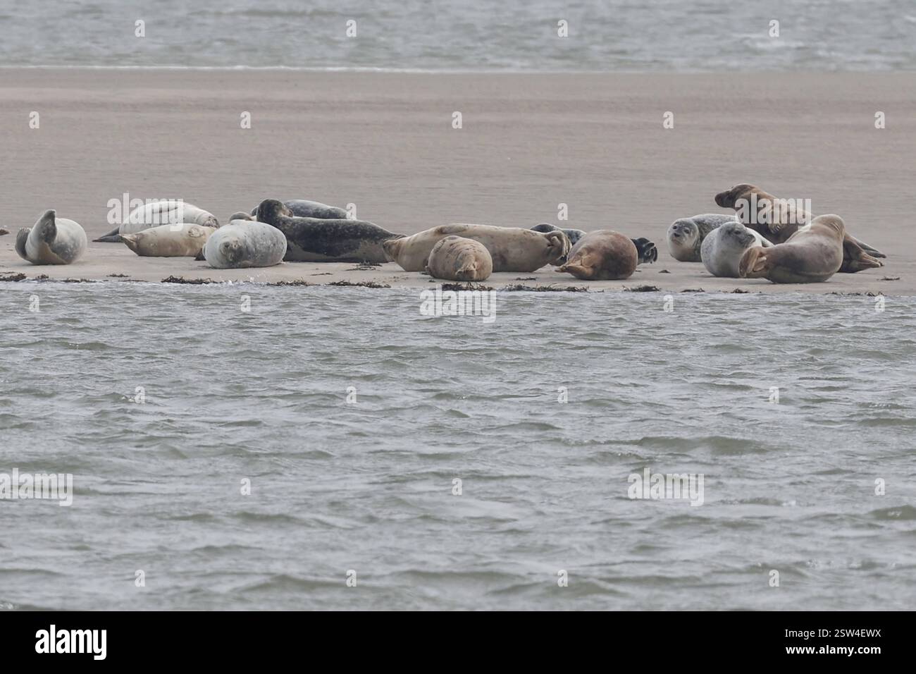 Nordfriesland, Impressionen der Nordseeinsel Sylt im Winter 2025 ...