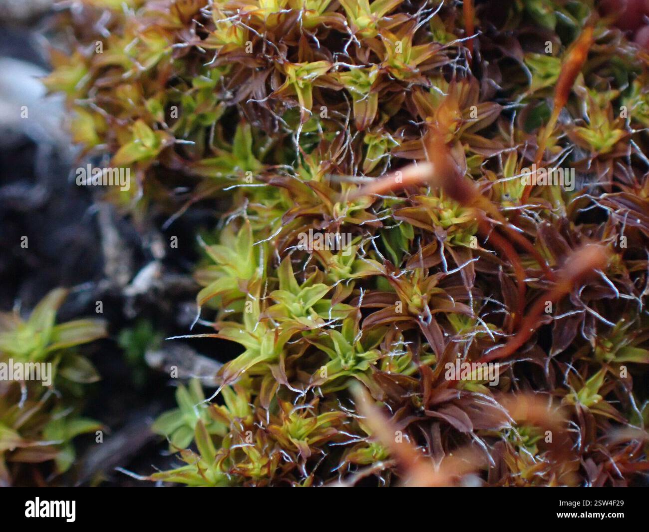 Steppe Screw-Moss (Syntrichia caninervis), Plantae, Stikine Region, BC ...