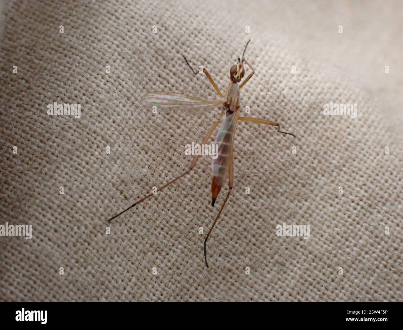 (Micropeza lineata), Insecta, Val Marie No. 17, SK S0N, Canada, This ...