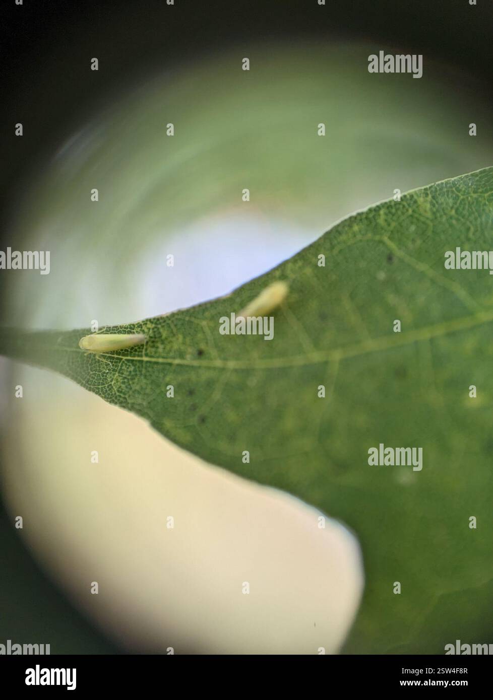 (Alebra), Insecta, State/MLK @ Albany, Ithaca, NY 14850, USA, Multiple life stages, all on same ...