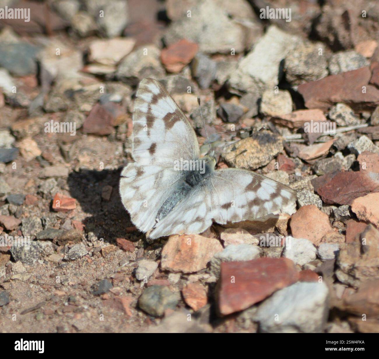 Western White (Pontia occidentalis), Insecta, Black Mine Rd Gravel Pit ...