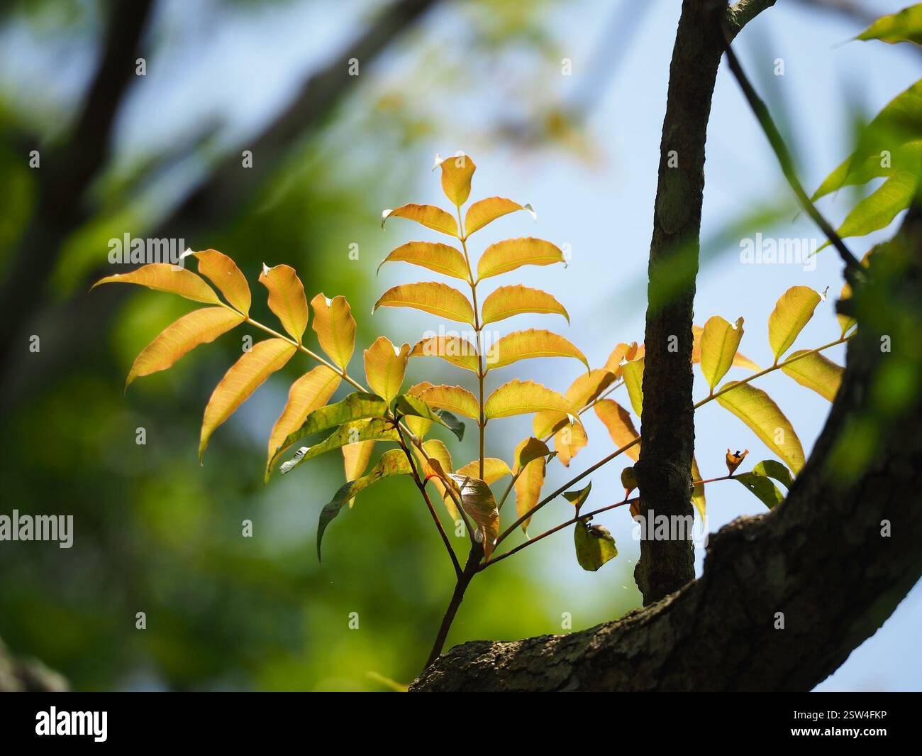 Japanese wax tree (Toxicodendron succedaneum), Plantae, 台灣新北市 Stock ...