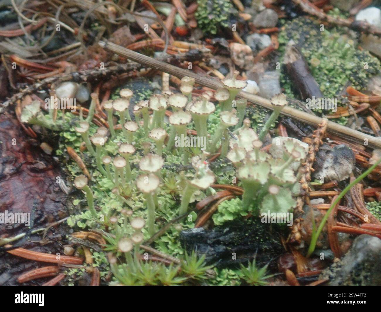 Ladder Lichen (Cladonia verticillata), Fungi, Steuben, ME, USA Stock ...