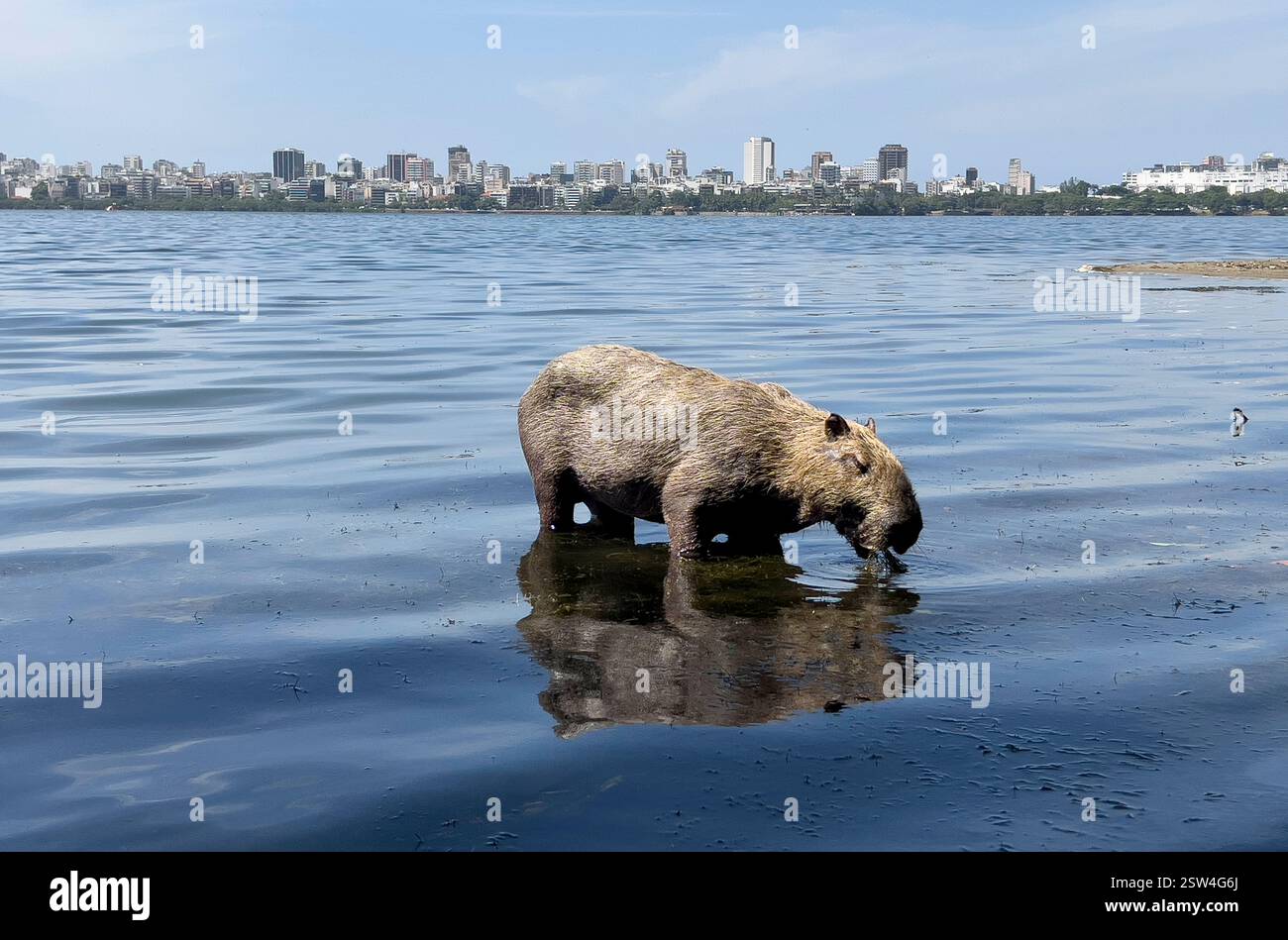 February 20, 2025, Rio De Janeiro, Rio De Janeiro, Brazil: A capybara ...