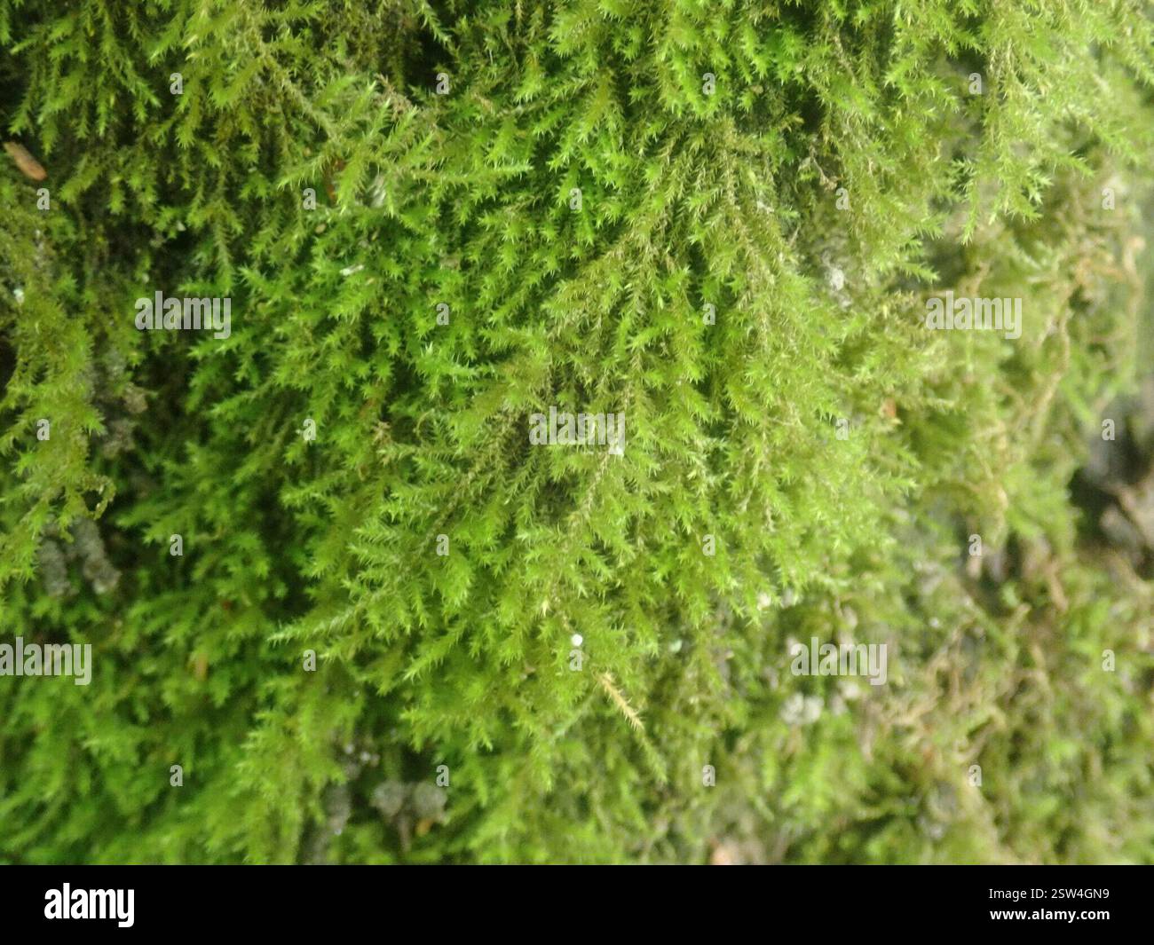 Golden Feather-moss (Campyliadelphus chrysophyllus), Plantae, Leyden ...