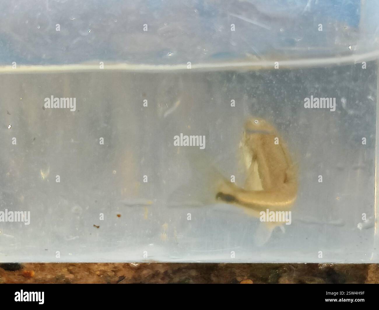 European Minnow (Phoxinus phoxinus), Actinopterygii, Carlisle CA3, UK ...