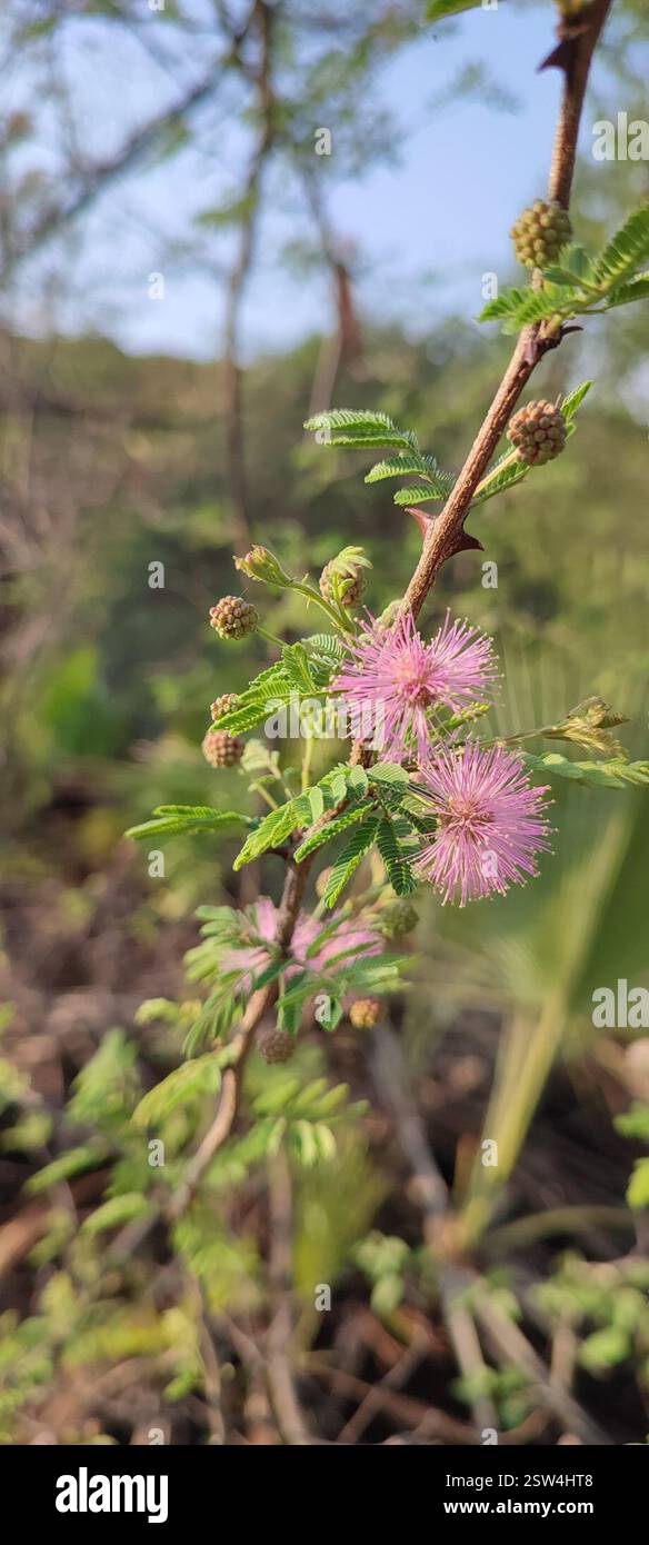 Mimosa lacerata hi-res stock photography and images - Alamy