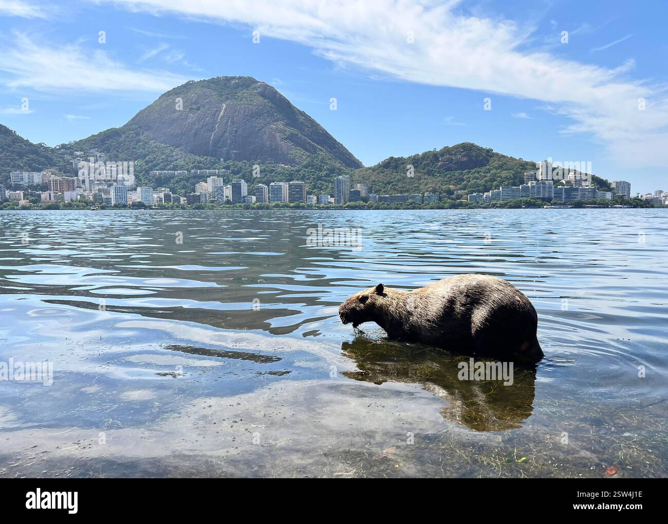 February 20, 2025, Rio De Janeiro, Rio De Janeiro, Brazil: A capybara ...