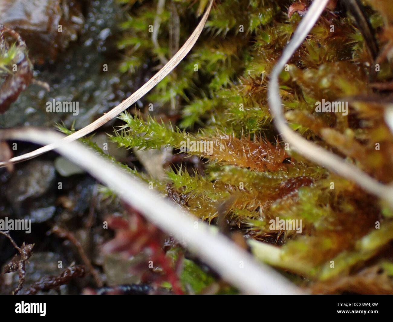 joint-toothed mosses (Bryopsida), Plantae, Yukon, Canada, On drainage ...