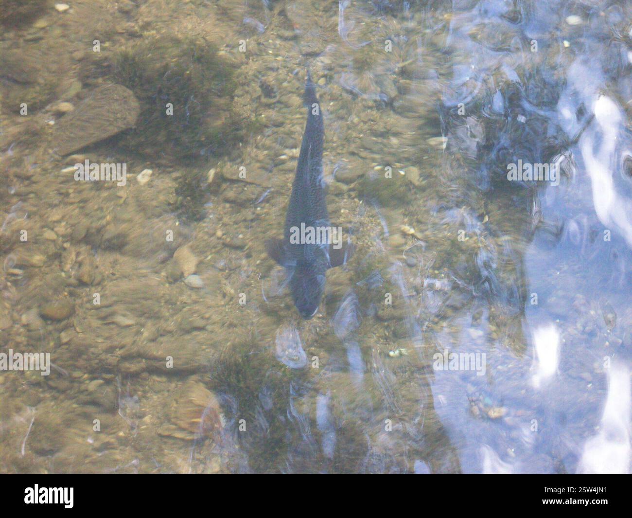 Salmons and Trouts (Salmoninae), Actinopterygii, Bakewell DE45, UK ...