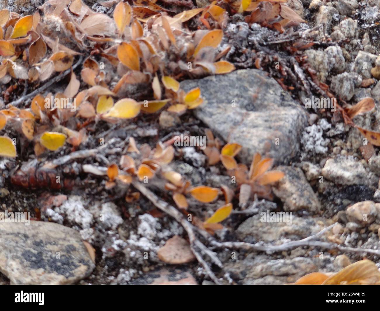 arctic willow (Salix arctica), Plantae, Fort Ross, NU X0A 0V0, Canada ...