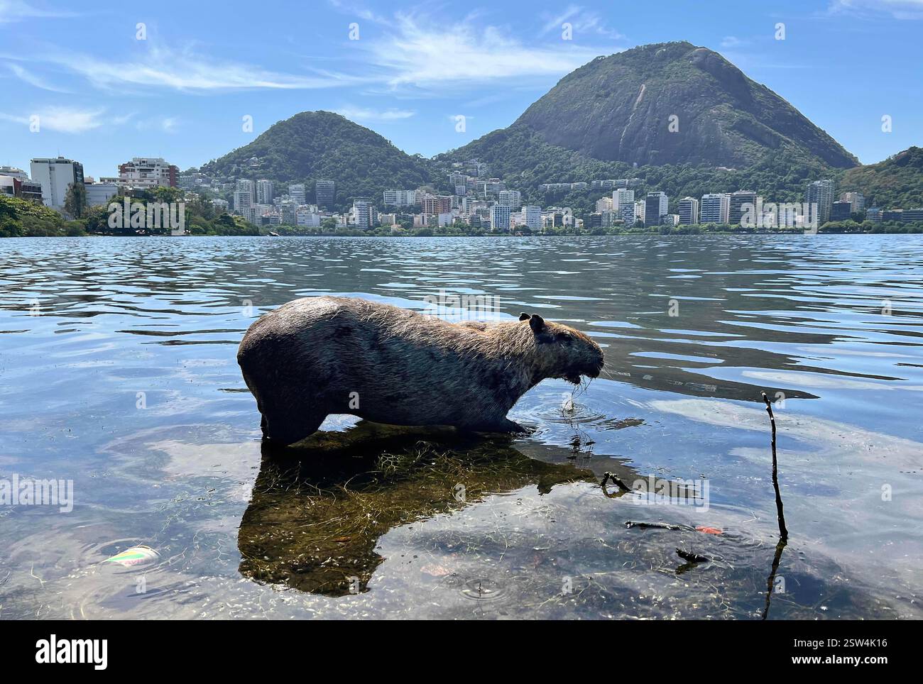 February 20, 2025, Rio De Janeiro, Rio De Janeiro, Brazil: A capybara ...