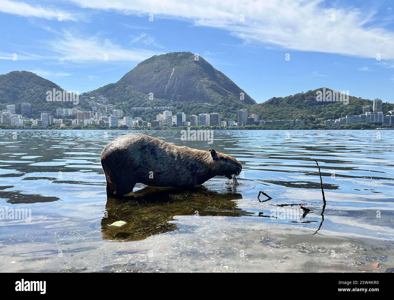 February 20, 2025, Rio De Janeiro, Rio De Janeiro, Brazil: A capybara ...