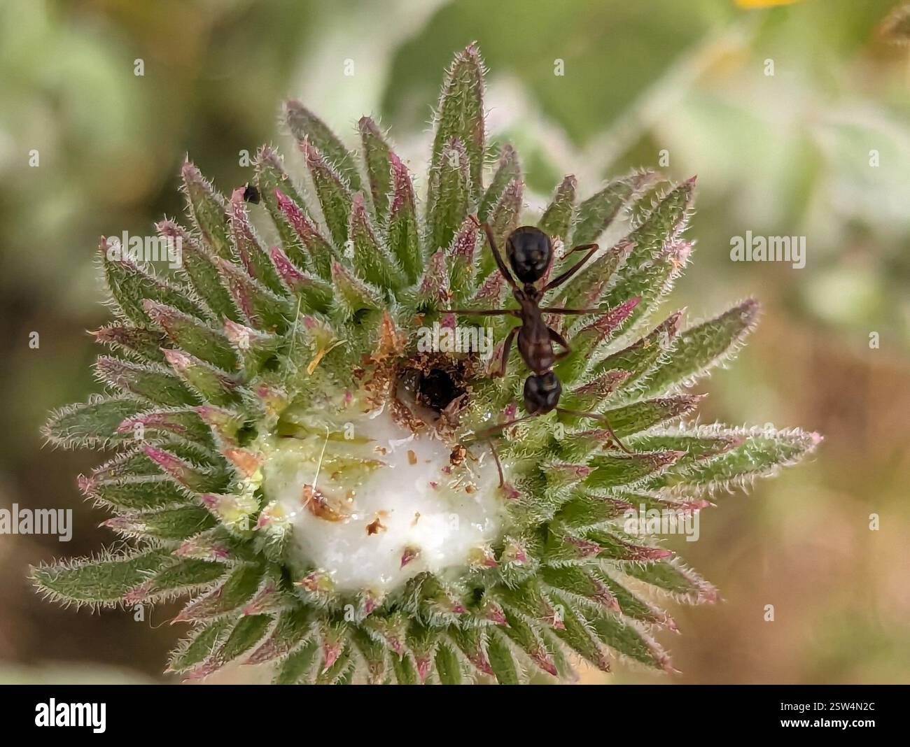 (Tanaemyrmex), Insecta, Russian Ridge Open Space Preserve, San Mateo ...