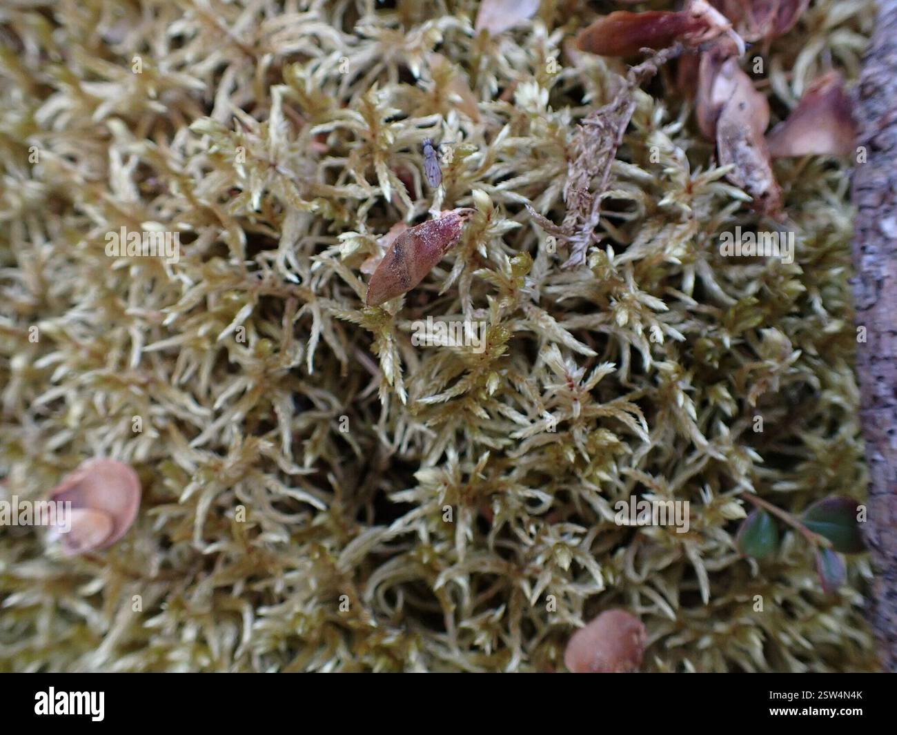 Red-stemmed Feather Moss (Pleurozium schreberi), Plantae, Yukon, Canada ...