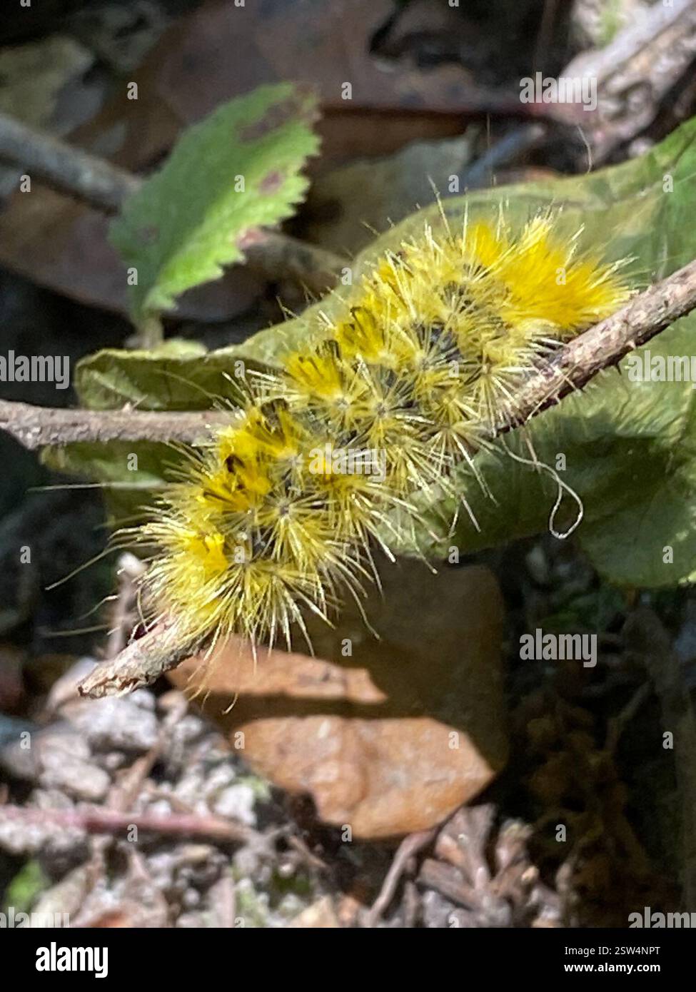 Silver-spotted Tiger Moth (Lophocampa argentata), Insecta, Henry Cowell ...